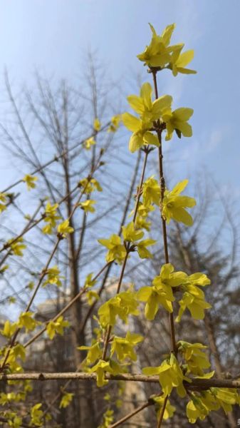连翘图片怎么拍_连翘花高清图下载-第2张图片-山城妙识