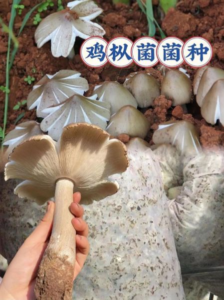 鸡枞菌怎么找_鸡枞菌长什么样-第1张图片-山城妙识 鸡枞菌怎么找_鸡枞菌长什么样-第1张图片-山城妙识