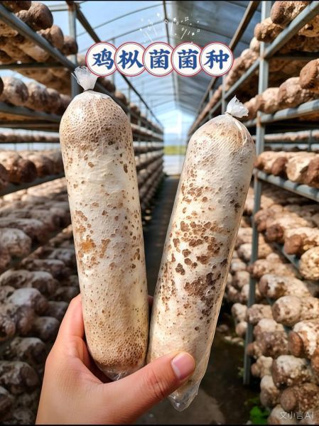 鸡枞菌怎么找_鸡枞菌长什么样-第3张图片-山城妙识 鸡枞菌怎么找_鸡枞菌长什么样-第3张图片-山城妙识