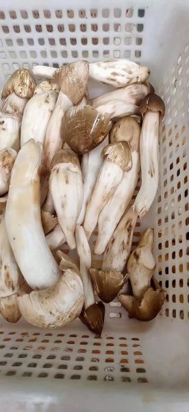 鸡枞菌怎么找_鸡枞菌长什么样-第2张图片-山城妙识 鸡枞菌怎么找_鸡枞菌长什么样-第2张图片-山城妙识