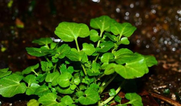 大叶碎米荠能吃吗_大叶碎米荠的功效与作用-第1张图片-山城妙识 大叶碎米荠能吃吗_大叶碎米荠的功效与作用-第1张图片-山城妙识