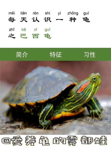 巴西红耳龟怎么养_巴西红耳龟能活多久-第1张图片-山城妙识 巴西红耳龟怎么养_巴西红耳龟能活多久-第1张图片-山城妙识