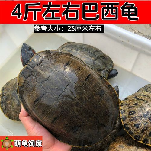 巴西红耳龟怎么养_巴西红耳龟能活多久-第2张图片-山城妙识 巴西红耳龟怎么养_巴西红耳龟能活多久-第2张图片-山城妙识