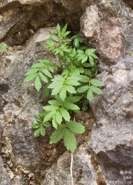 大叶碎米荠能吃吗_大叶碎米荠的功效与作用-第2张图片-山城妙识 大叶碎米荠能吃吗_大叶碎米荠的功效与作用-第2张图片-山城妙识