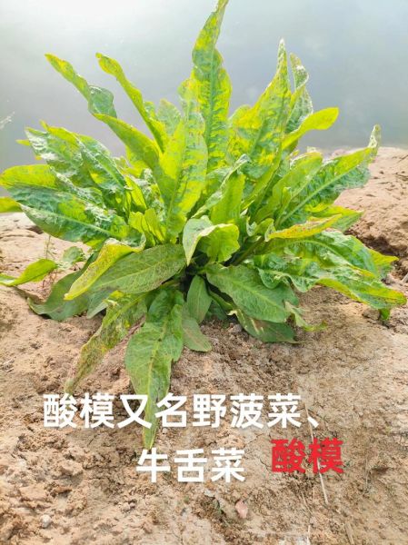 酸模长什么样_酸模图片怎么识别-第1张图片-山城妙识 酸模长什么样_酸模图片怎么识别-第1张图片-山城妙识