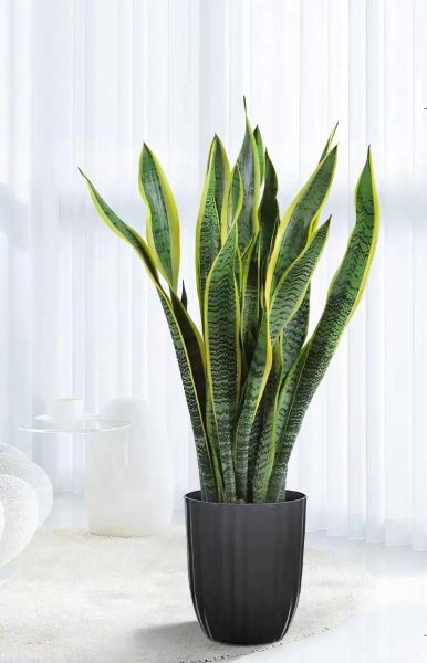 虎皮兰图片大全_虎皮兰怎么养-第3张图片-山城妙识 虎皮兰图片大全_虎皮兰怎么养-第3张图片-山城妙识