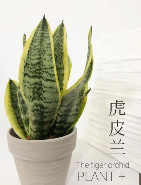 虎皮兰图片大全_虎皮兰怎么养-第2张图片-山城妙识 虎皮兰图片大全_虎皮兰怎么养-第2张图片-山城妙识