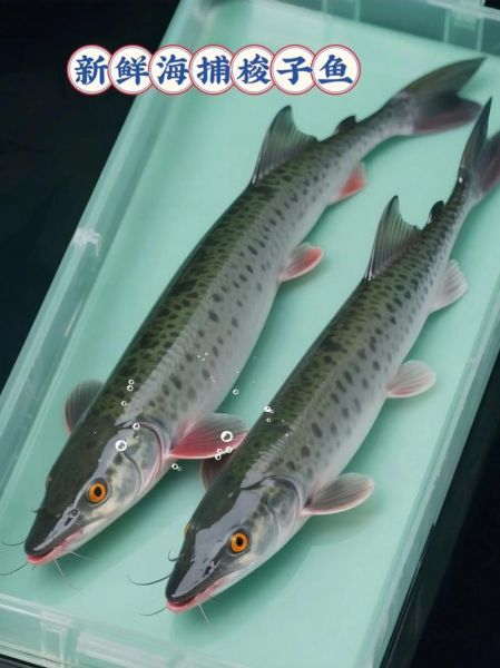 梭子鱼的营养价值_梭子鱼的功效与作用-第3张图片-山城妙识 梭子鱼的营养价值_梭子鱼的功效与作用-第3张图片-山城妙识