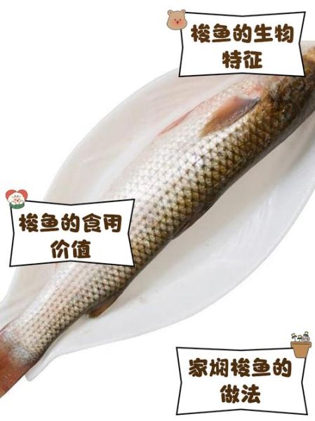 梭子鱼的营养价值_梭子鱼的功效与作用-第2张图片-山城妙识 梭子鱼的营养价值_梭子鱼的功效与作用-第2张图片-山城妙识