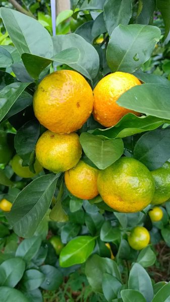 秋天水果有哪些水果_秋季应季水果推荐-第2张图片-山城妙识 秋天水果有哪些水果_秋季应季水果推荐-第2张图片-山城妙识