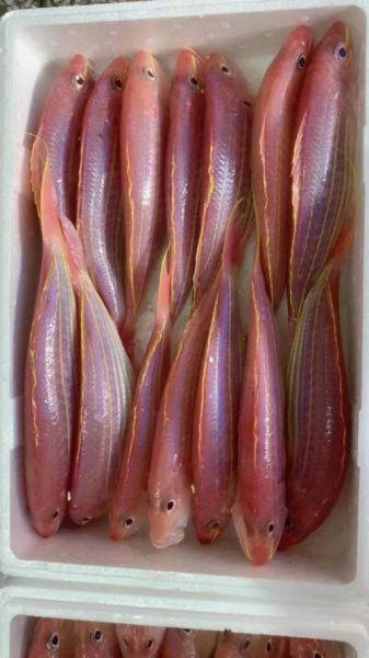 金线鱼多少钱一斤_金线鱼价格受哪些因素影响-第3张图片-山城妙识