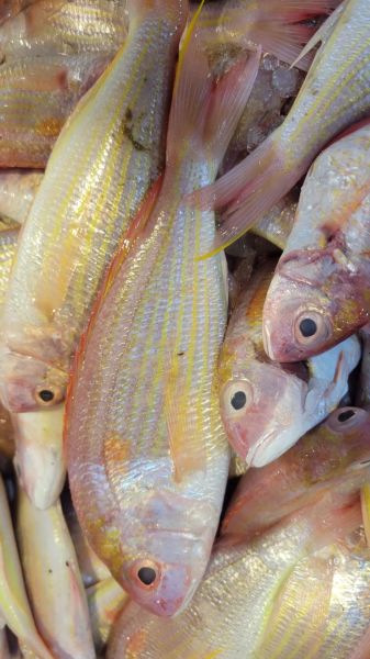 金线鱼多少钱一斤_金线鱼价格受哪些因素影响-第2张图片-山城妙识