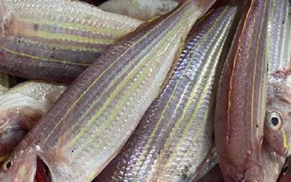 金线鱼多少钱一斤_金线鱼价格受哪些因素影响-第1张图片-山城妙识