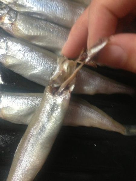 多春鱼怎么去内脏_多春鱼清理内脏技巧-第3张图片-山城妙识