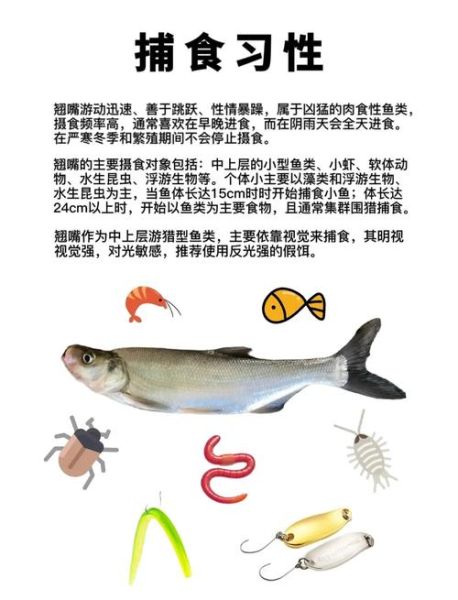 翘嘴怎么钓_翘嘴鱼最佳钓法-第2张图片-山城妙识 翘嘴怎么钓_翘嘴鱼最佳钓法-第2张图片-山城妙识