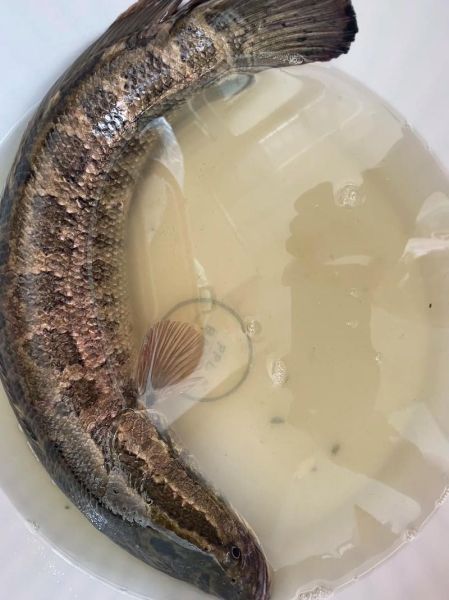 财鱼图片_如何分辨野生与养殖-第1张图片-山城妙识