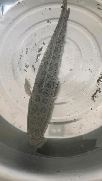 财鱼图片_如何分辨野生与养殖-第3张图片-山城妙识