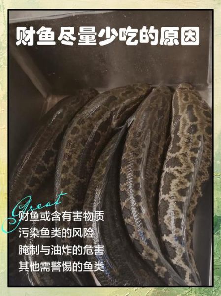 财鱼图片_如何分辨野生与养殖-第2张图片-山城妙识