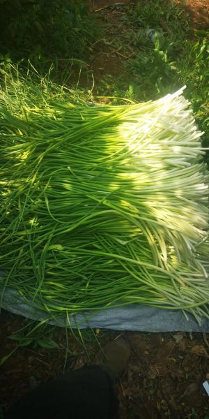 蒜苔图片大全_蒜苔怎么挑选才新鲜-第1张图片-山城妙识 蒜苔图片大全_蒜苔怎么挑选才新鲜-第1张图片-山城妙识