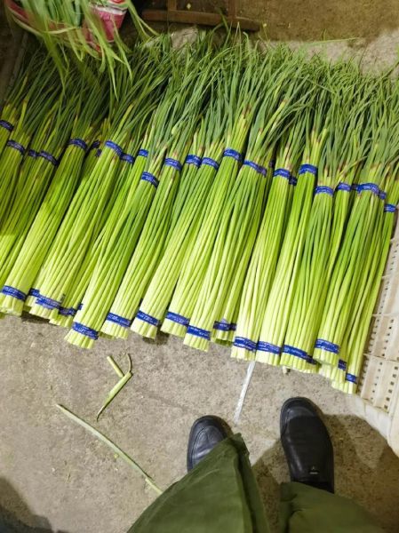 蒜苔图片大全_蒜苔怎么挑选才新鲜-第2张图片-山城妙识 蒜苔图片大全_蒜苔怎么挑选才新鲜-第2张图片-山城妙识