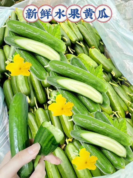 水果黄瓜和普通黄瓜的区别_水果黄瓜怎么吃最好-第2张图片-山城妙识