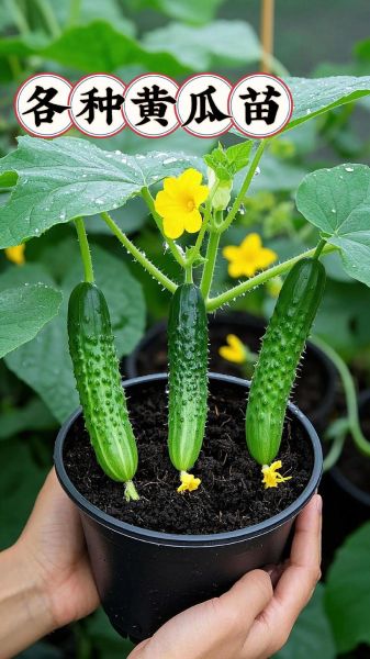 水果黄瓜和普通黄瓜的区别_水果黄瓜怎么吃最好-第3张图片-山城妙识