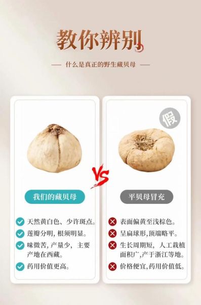 藏贝母图片真假鉴别_藏贝母图片高清细节-第1张图片-山城妙识 藏贝母图片真假鉴别_藏贝母图片高清细节-第1张图片-山城妙识