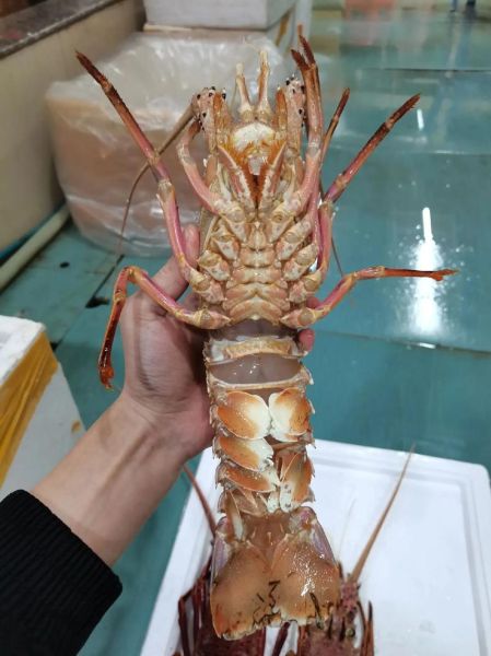 澳洲大龙虾图片大全大图真实_澳洲大龙虾多少钱一斤-第3张图片-山城妙识 澳洲大龙虾图片大全大图真实_澳洲大龙虾多少钱一斤-第3张图片-山城妙识