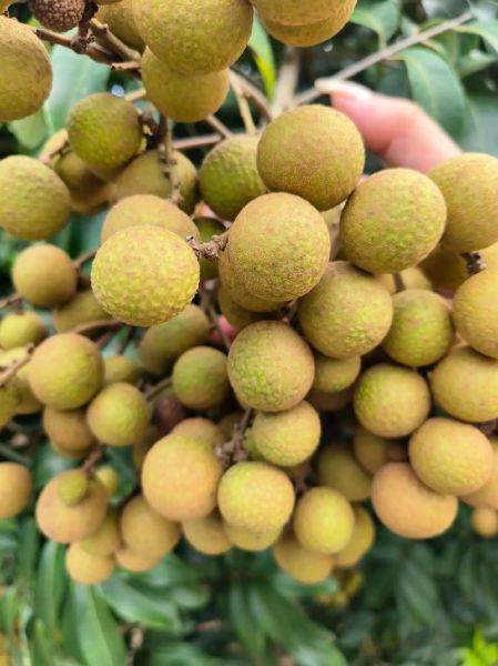 龙眼几月份成熟_龙眼什么时候上市-第2张图片-山城妙识 龙眼几月份成熟_龙眼什么时候上市-第2张图片-山城妙识