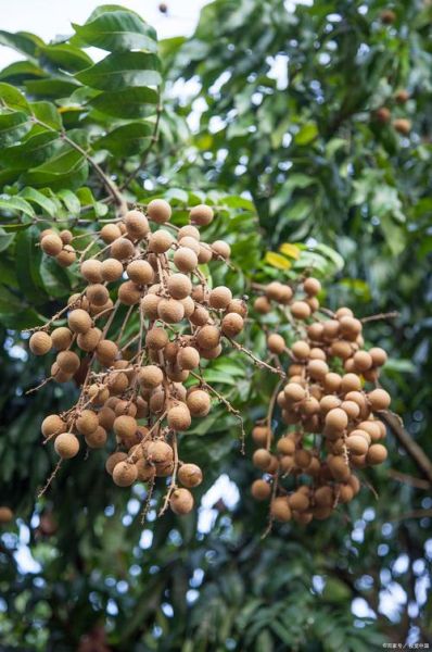 龙眼几月份成熟_龙眼什么时候上市-第3张图片-山城妙识 龙眼几月份成熟_龙眼什么时候上市-第3张图片-山城妙识