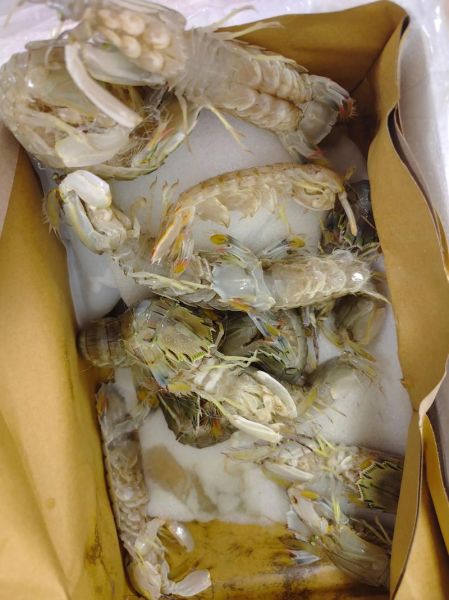 虾爬子蒸多久能熟_虾爬子蒸几分钟口感最好-第3张图片-山城妙识 虾爬子蒸多久能熟_虾爬子蒸几分钟口感最好-第3张图片-山城妙识