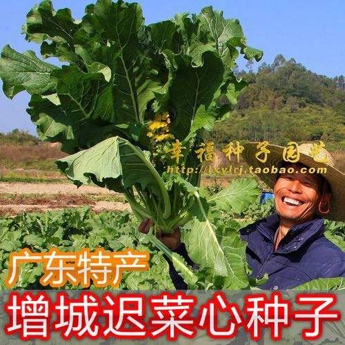 甜菜图片种类有哪些_如何区分不同品种-第2张图片-山城妙识 甜菜图片种类有哪些_如何区分不同品种-第2张图片-山城妙识