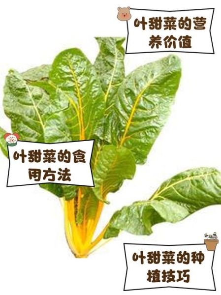 甜菜图片种类有哪些_如何区分不同品种-第3张图片-山城妙识 甜菜图片种类有哪些_如何区分不同品种-第3张图片-山城妙识