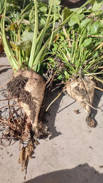 甜菜图片种类有哪些_如何区分不同品种-第1张图片-山城妙识 甜菜图片种类有哪些_如何区分不同品种-第1张图片-山城妙识