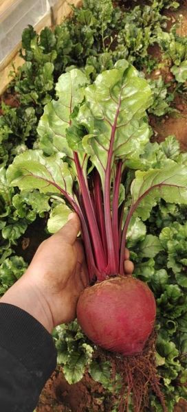 红菜头的副作用_红菜头吃多了会怎样-第3张图片-山城妙识