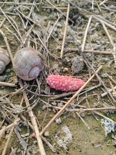 福寿螺卵可以用手摸吗_福寿螺卵有毒吗-第1张图片-山城妙识