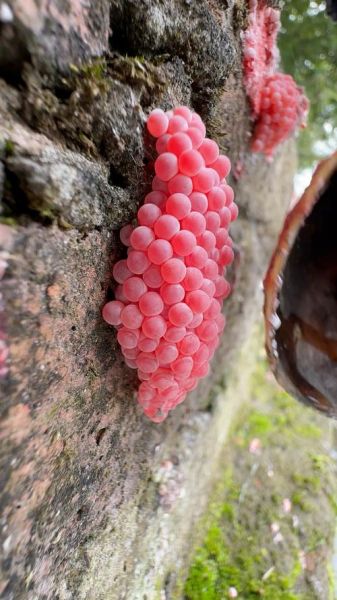 福寿螺卵可以用手摸吗_福寿螺卵有毒吗-第3张图片-山城妙识