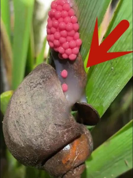 福寿螺卵可以用手摸吗_福寿螺卵有毒吗-第2张图片-山城妙识