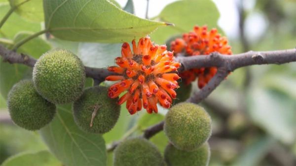 补肾的食物有哪些_补肾的水果有哪些-第3张图片-山城妙识 补肾的食物有哪些_补肾的水果有哪些-第3张图片-山城妙识