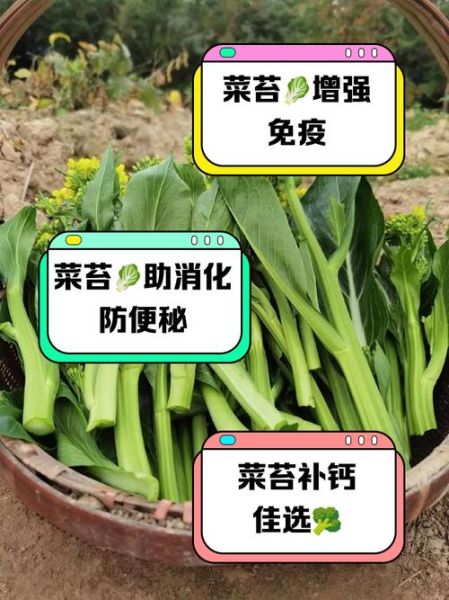 菜苔的功效与作用_菜苔的营养价值有哪些-第2张图片-山城妙识