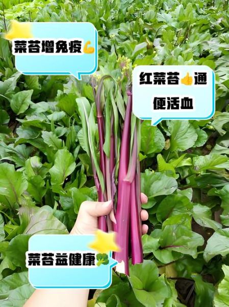 菜苔的功效与作用_菜苔的营养价值有哪些-第3张图片-山城妙识