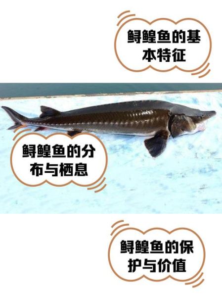 鲟鱼需要去鳞吗_鲟鱼鳞片怎么处理-第3张图片-山城妙识