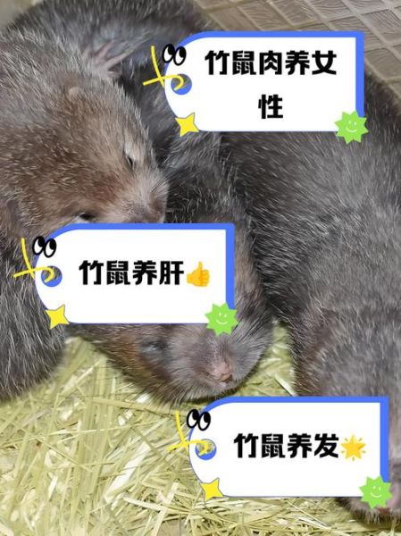 竹鼠吃了对身体有什么好处_竹鼠肉营养价值高吗-第1张图片-山城妙识