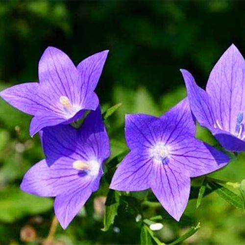 狗宝咸菜是什么药材_狗宝咸菜的功效与作用-第3张图片-山城妙识 狗宝咸菜是什么药材_狗宝咸菜的功效与作用-第3张图片-山城妙识