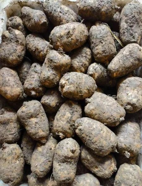 新鲜天麻怎么吃_新鲜天麻的正确吃法-第1张图片-山城妙识