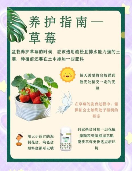 草莓种植技术_草莓日常管理怎么做-第2张图片-山城妙识