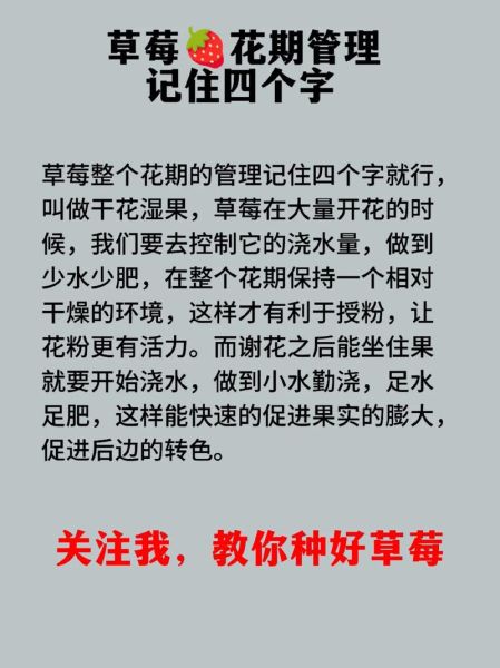 草莓种植技术_草莓日常管理怎么做-第3张图片-山城妙识