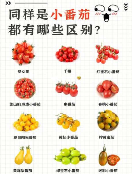 天天吃西红柿能减肥吗_西红柿减肥正确吃法-第1张图片-山城妙识