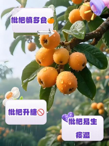 枇杷果吃多了会中毒吗_枇杷果一天吃多少才安全-第1张图片-山城妙识