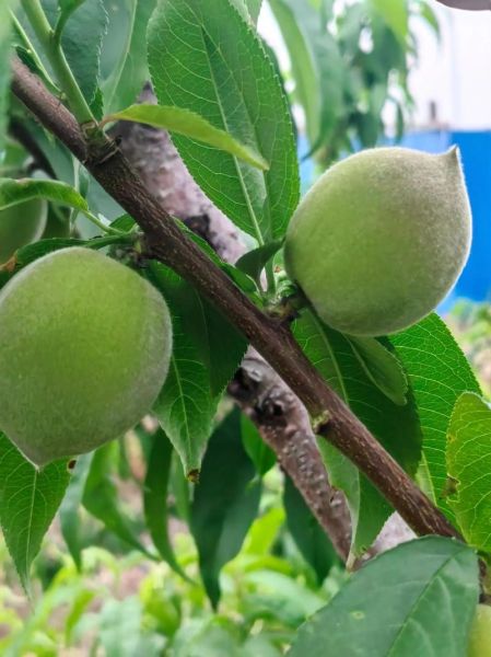 无锡水蜜桃品种有哪些_阳山水蜜桃和湖景桃区别-第3张图片-山城妙识 无锡水蜜桃品种有哪些_阳山水蜜桃和湖景桃区别-第3张图片-山城妙识